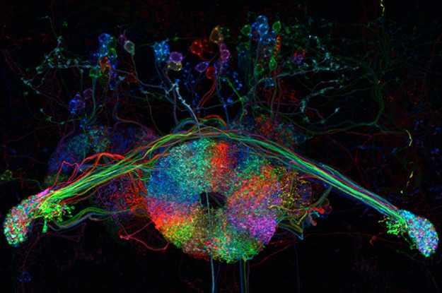 GCaMP Calcium Sensors | Janelia Research Campus